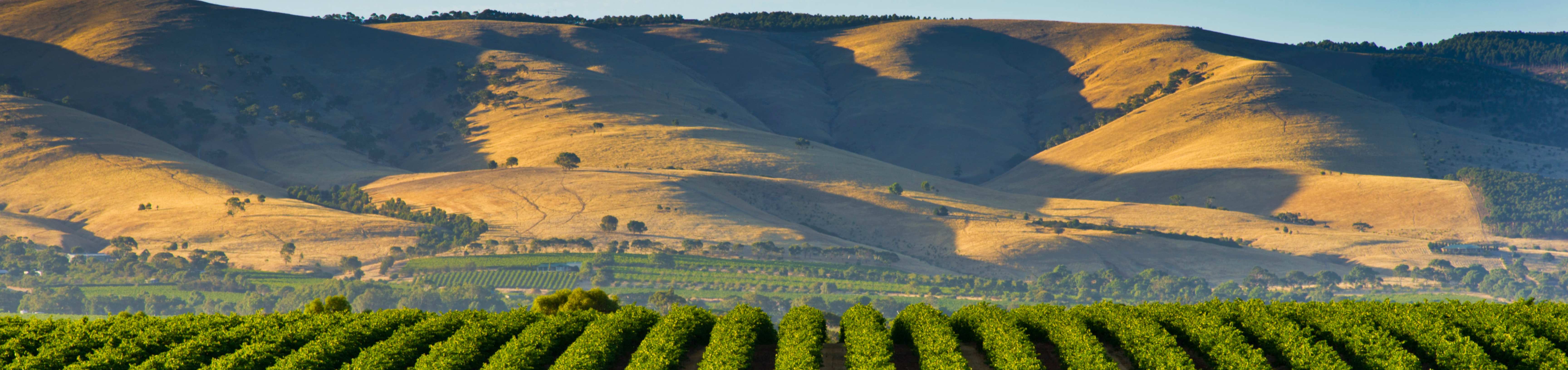 Uncorked Journeys: A Guide to Exquisite Wine Destinations – QelviQ